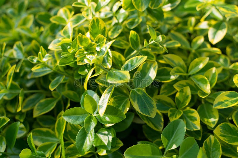 Green Lush Leaf Background, Natural Leaves Plant Pattern or Texture ...