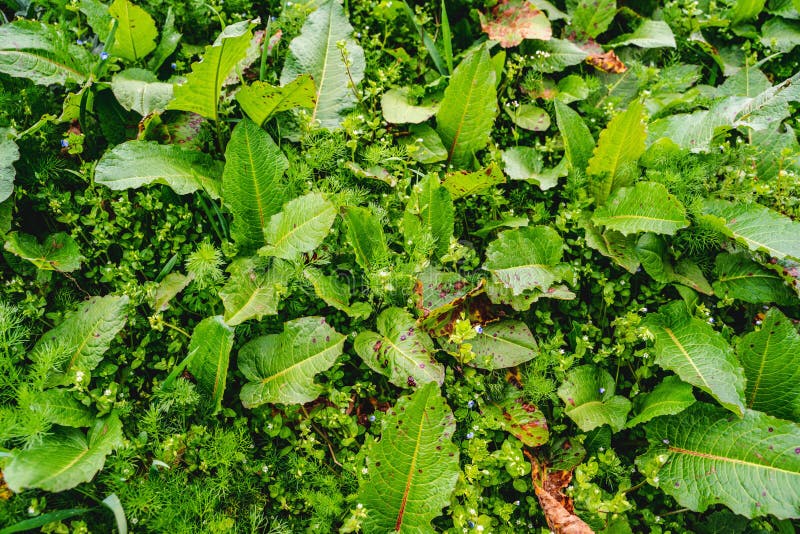 Green lush meadow stock image. Image of light, beautiful - 181504837