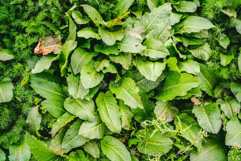 Green lush meadow stock photo. Image of landscape, pattern - 181507784