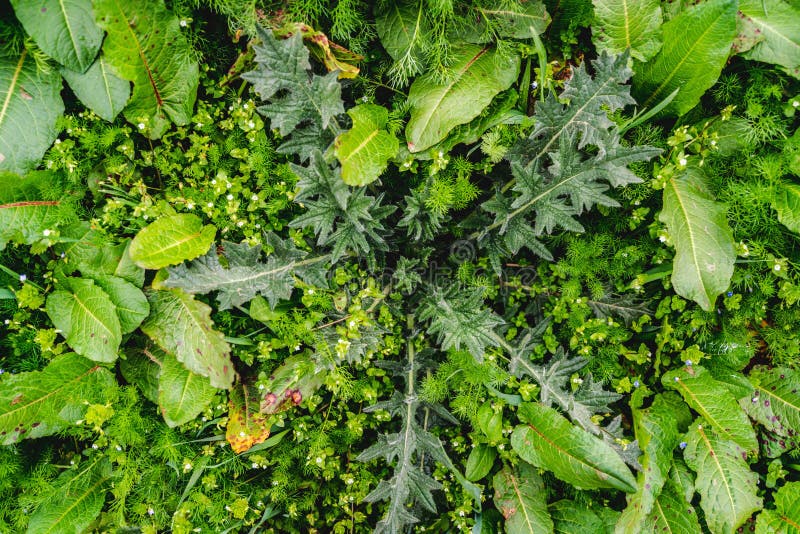 Green lush meadow stock photo. Image of bright, plant - 181527502