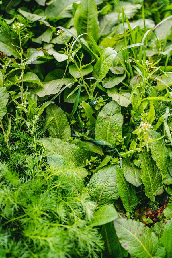 Green lush meadow stock photo. Image of lawn, plant - 181544500