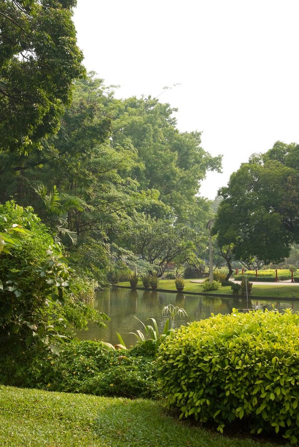 Lush park vegetation. stock photo. Image of outdoor - 100022656