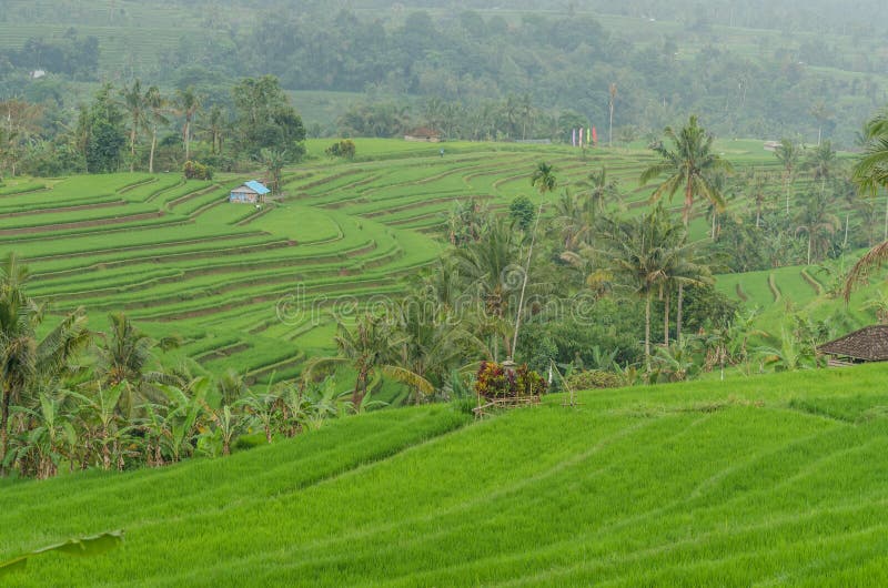 Green Lush Rice Fields in Bali Stock Photo - Image of breeding, grow ...