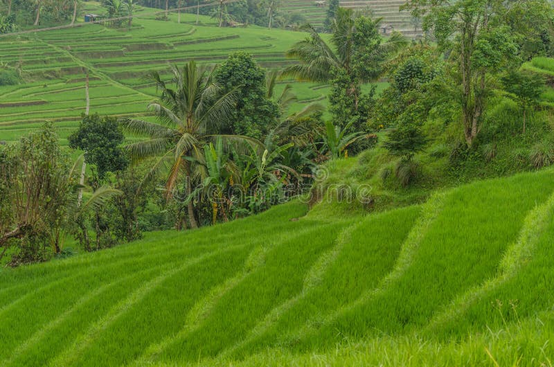 Green Lush Rice Fields and Palms Stock Image - Image of breeding ...