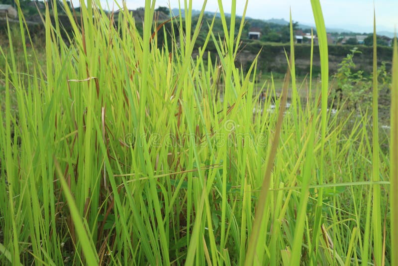 Green and Lush Weeds on the Side of the Road Stock Image - Image of ...