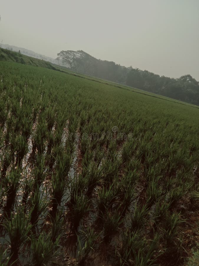 Green Lushy Field in Kerala Stock Photo - Image of soil, agriculture ...