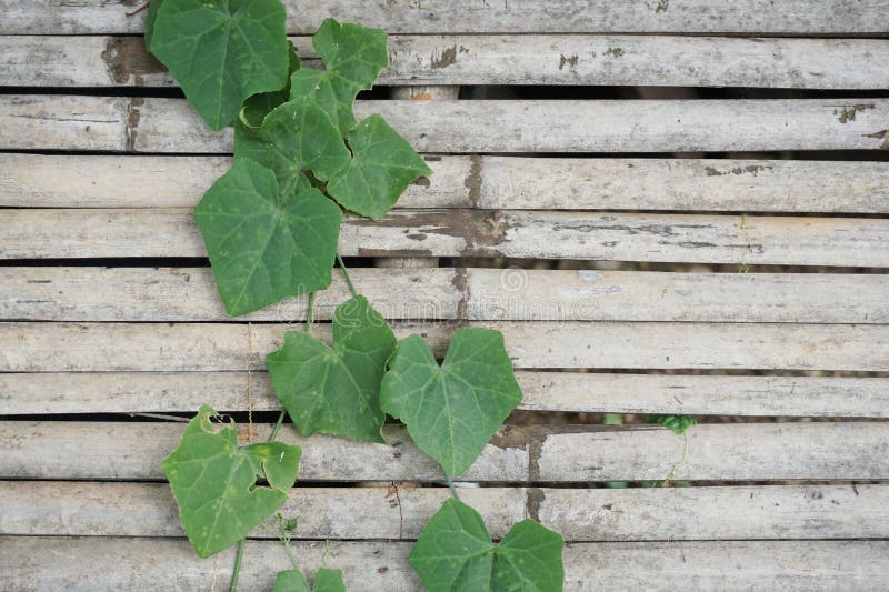 Green Lvy Gourd Leaf on Wooden Wall Stock Image - Image of texture ...