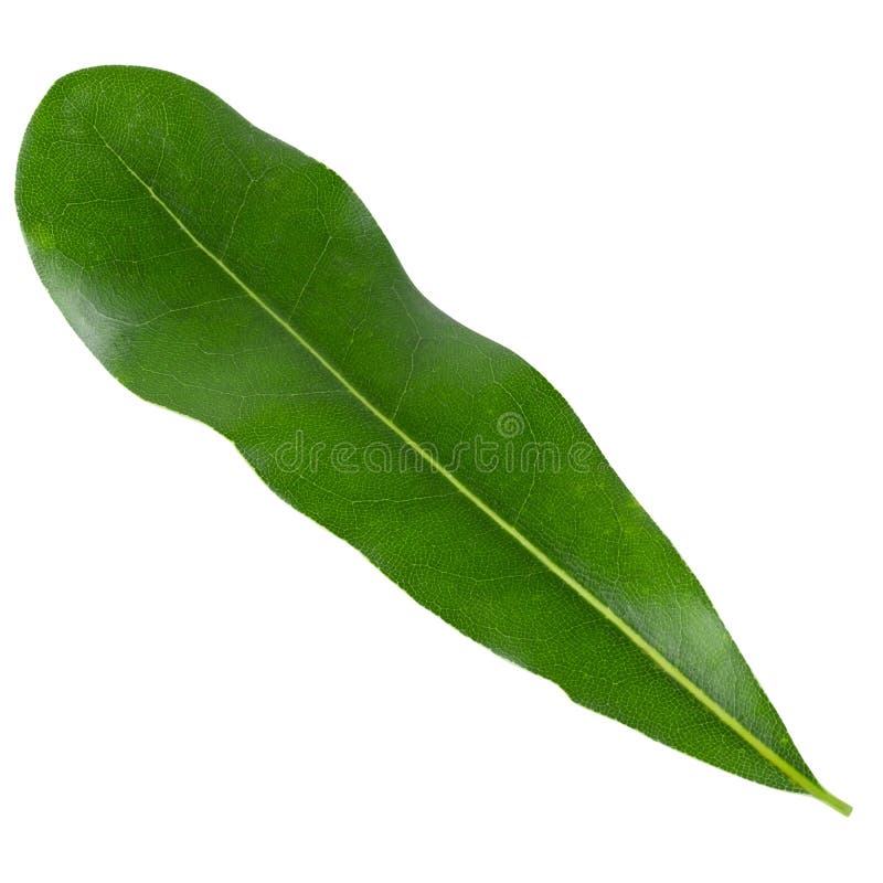 Green Macadamia Leaves Isolated on a White Background Stock Photo ...