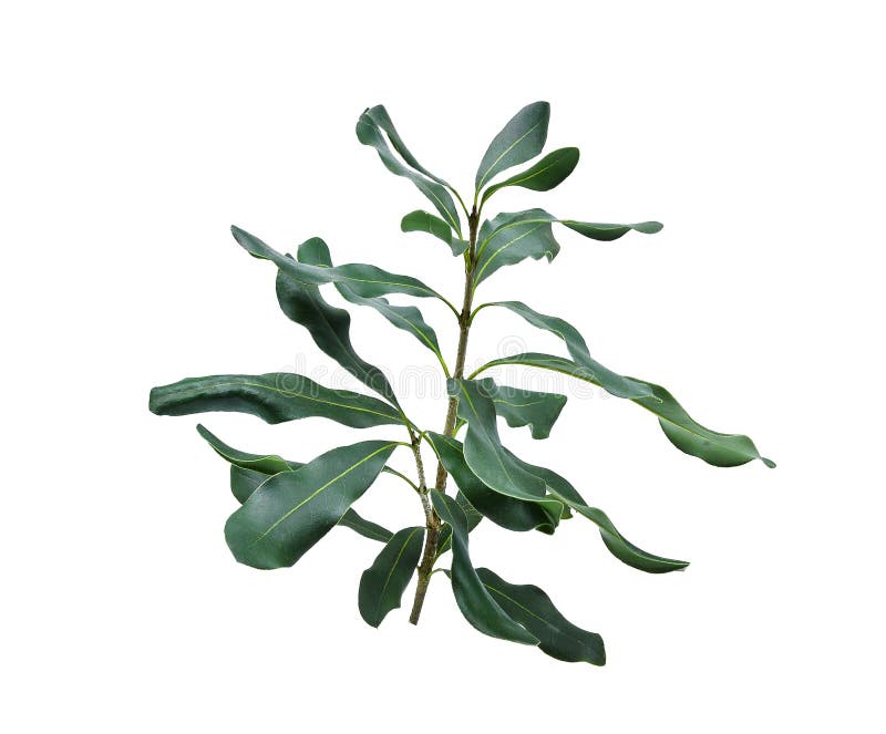 Green Macadamia Leaves Isolated on White Stock Photo - Image of closeup ...