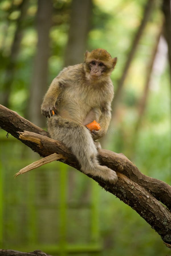 Green macaque monkey stock image. Image of macaque, jungle - 11222553