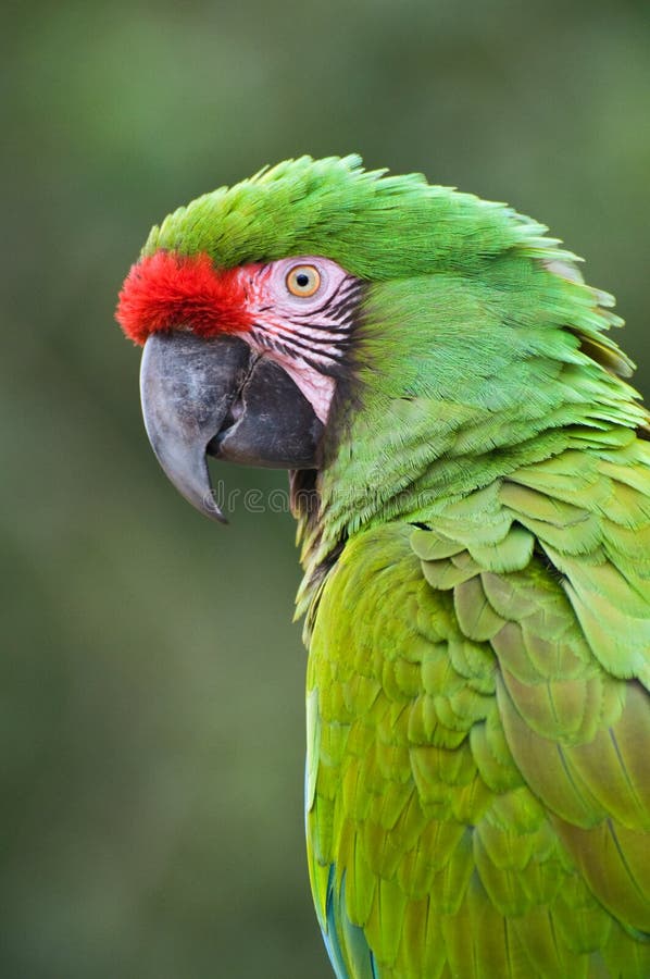 Red-and-green Macaw stock photo. Image of bird, nature - 22165430