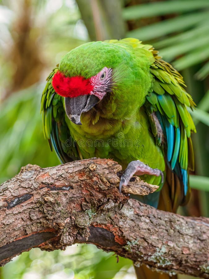 Green Macaw Bird Perching on a Tree Branch, Vertical Shot Stock Image ...