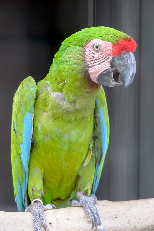 Buffon s macaw stock photo. Image of nature, beak, wild - 24209926