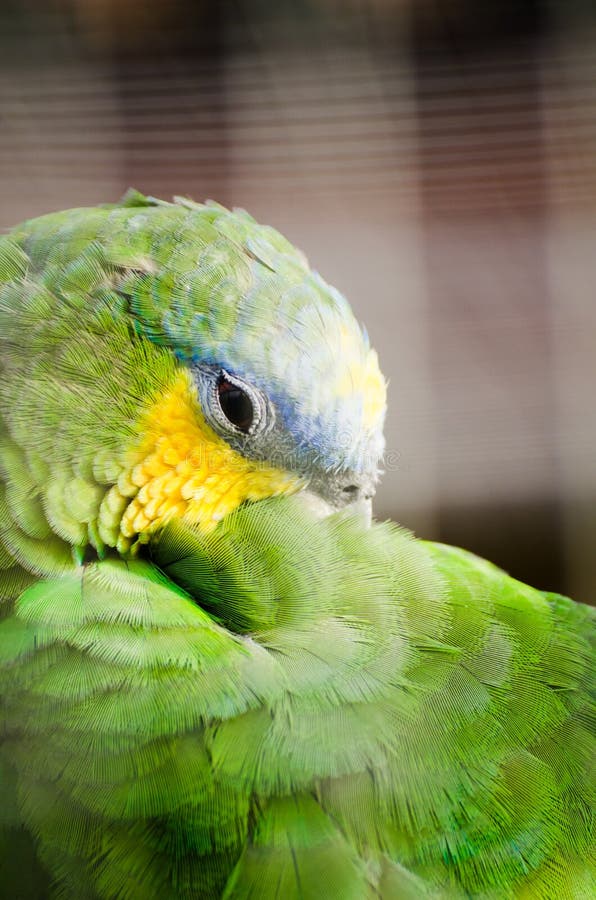 Macaw parrot sleep stock image. Image of wild, color - 102991025