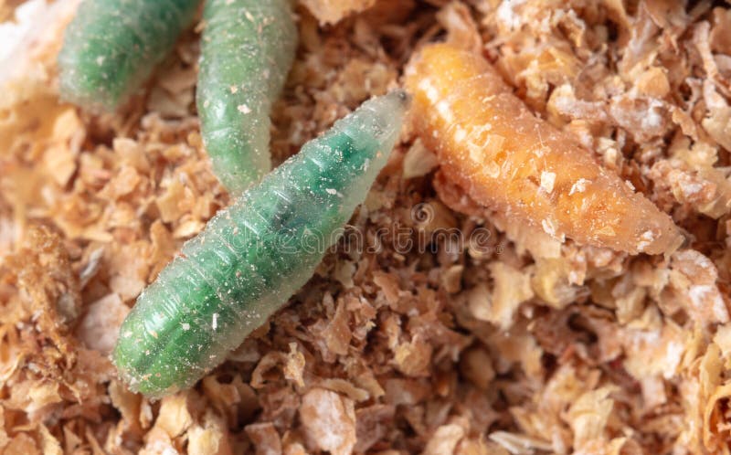 674 Maggots Macro Stock Photos - Free & Royalty-Free Stock Photos from ...