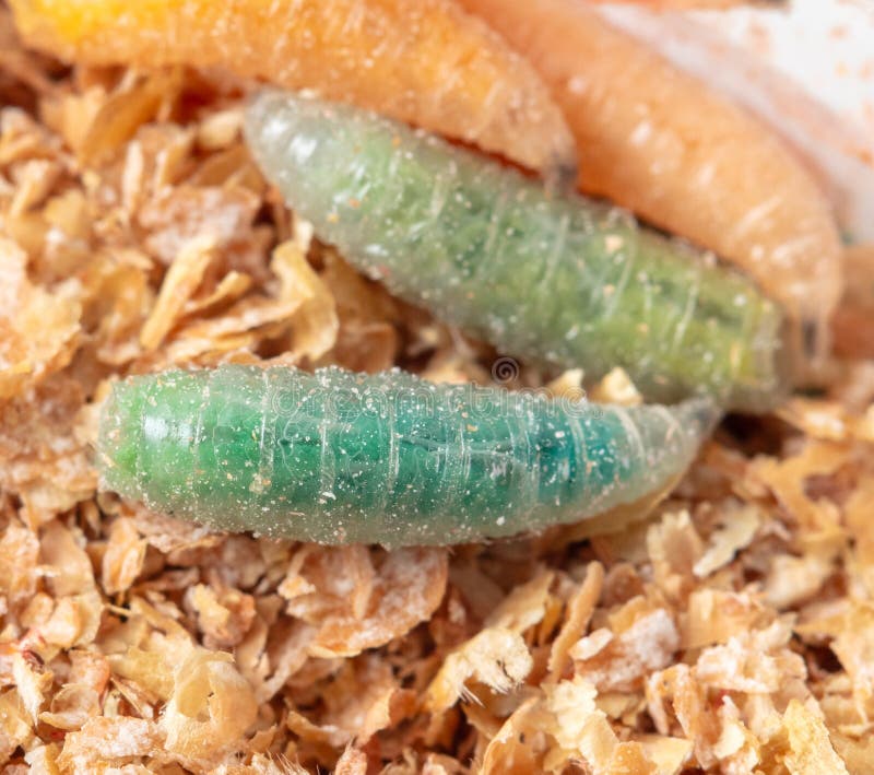 Green Maggots in Sawdust. Macro Stock Image - Image of maggots, blue ...