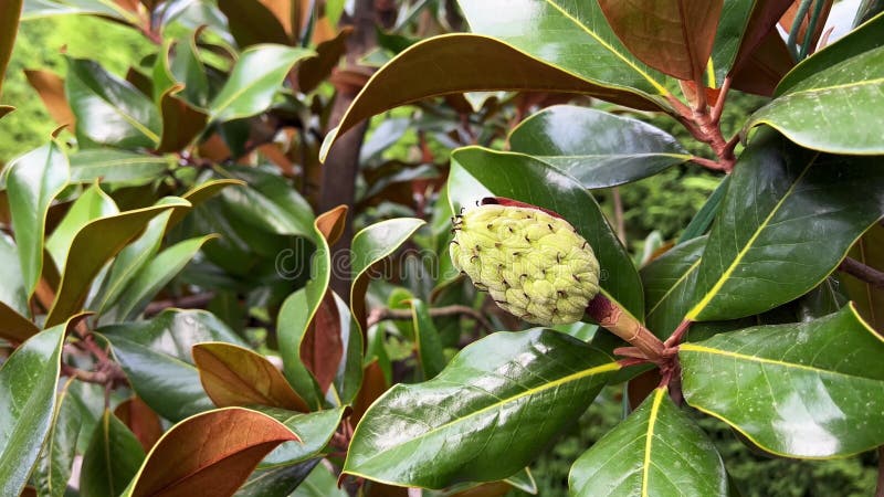 Green Magnolia Fruit Close-up. Magnolia Tree Stock Video - Video of ...