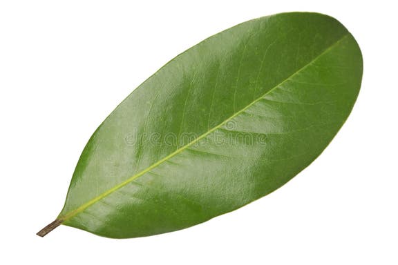 Green Magnolia Leaf Isolated on White Background Stock Photo - Image of ...