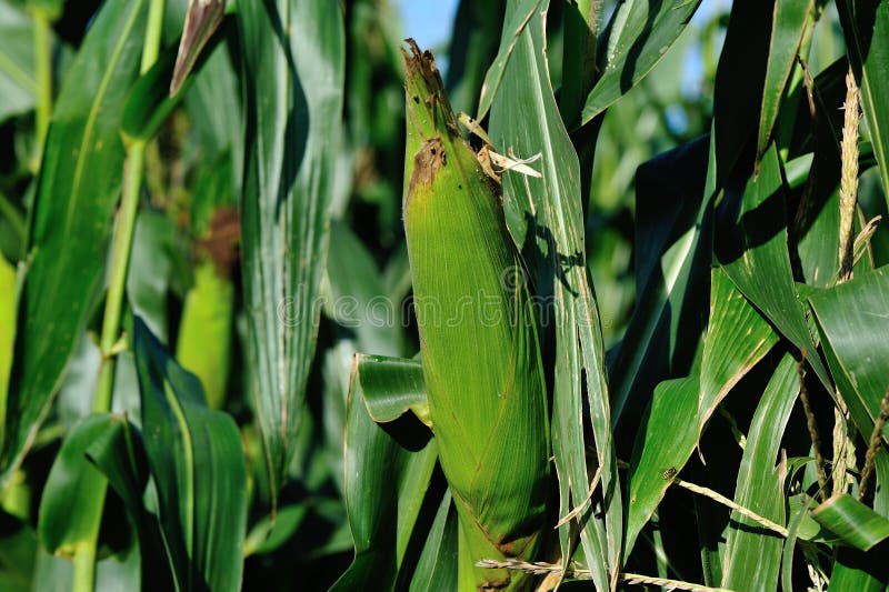Green maize crop stock photo. Image of daytime, crop - 113428754