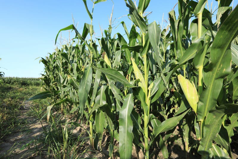 Green maize field stock image. Image of farmland, green - 19086337