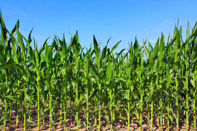 260+ Green maize farm Free Stock Photos - StockFreeImages