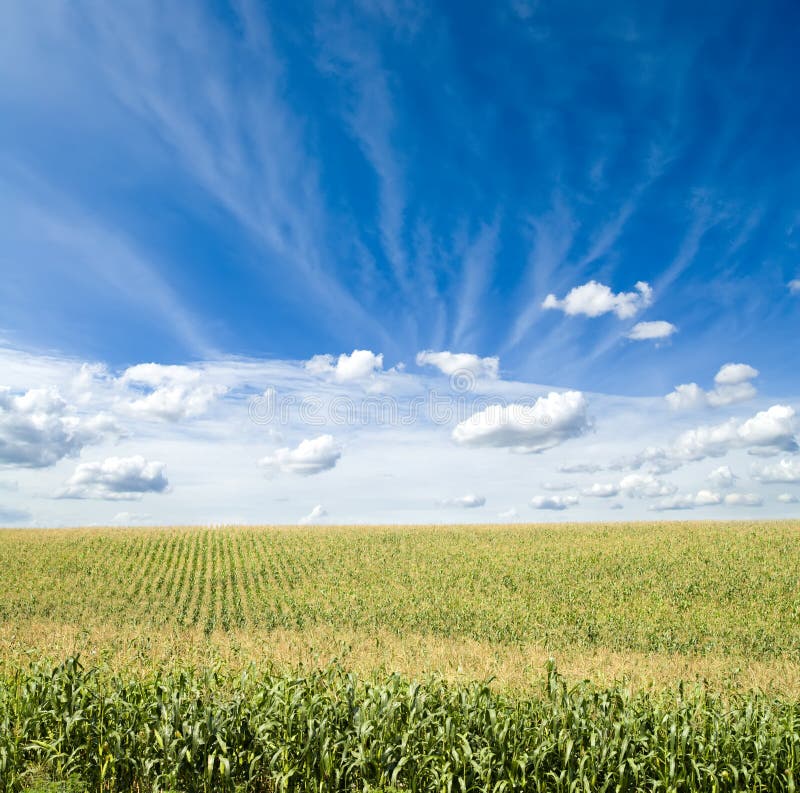 210+ Green maize field Free Stock Photos - StockFreeImages