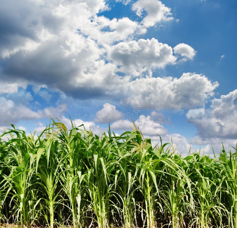 Green maize field stock photo. Image of crop, agricultural - 21319394