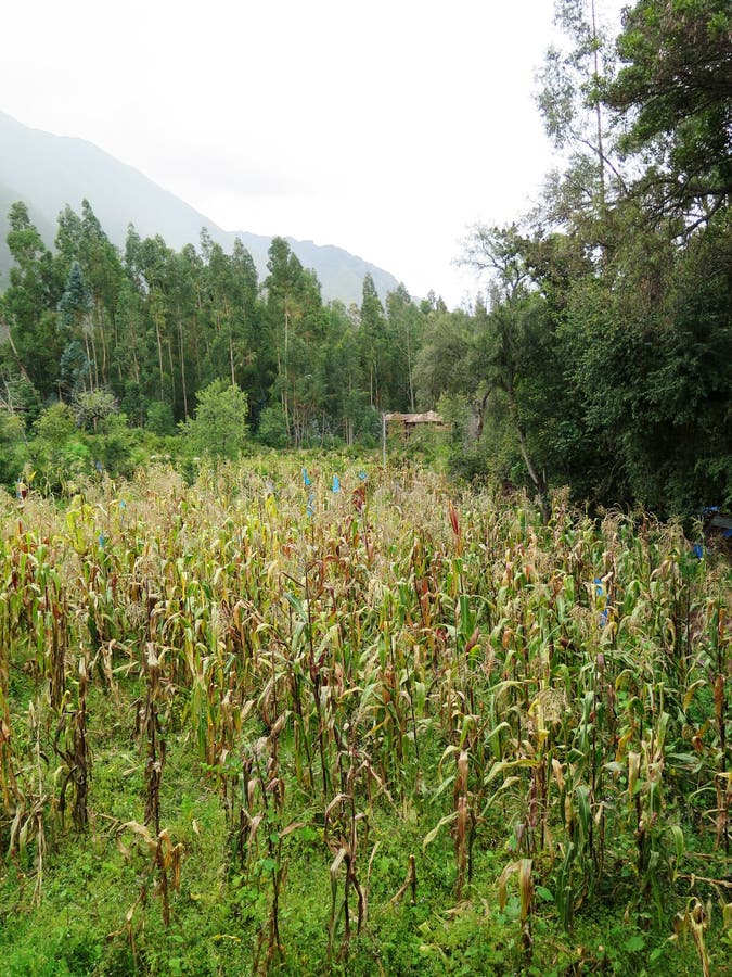 Green maize field stock photo. Image of farming, harvesting - 91521018