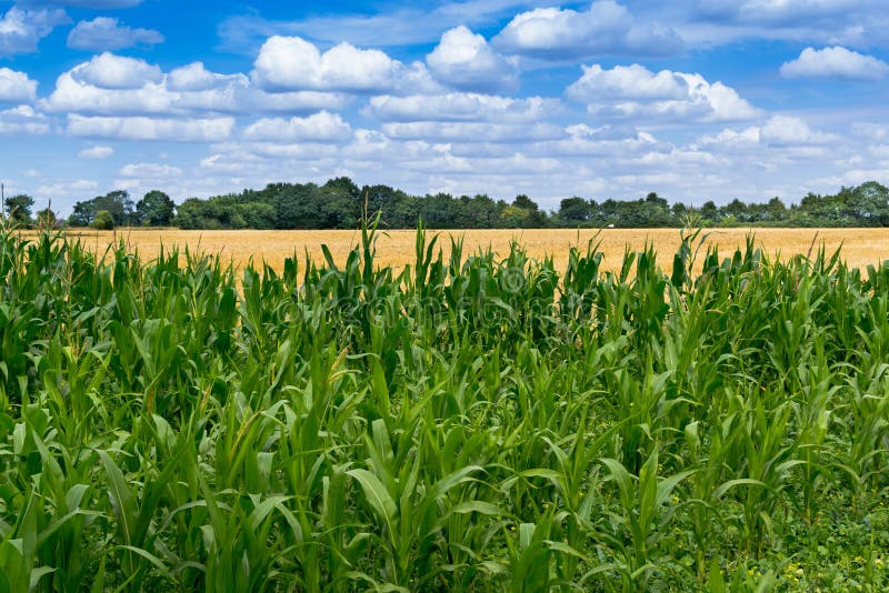 Green Maize Field and Blue Sky Stock Photo - Image of agricultural ...