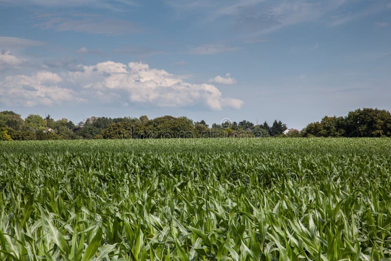Green maize field stock image. Image of plant, leaf, grow - 52213559