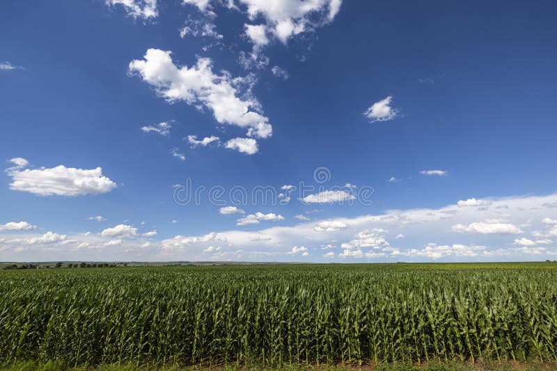 Green Maize Fields with White Clouds and Blue Skies Stock Photo - Image ...