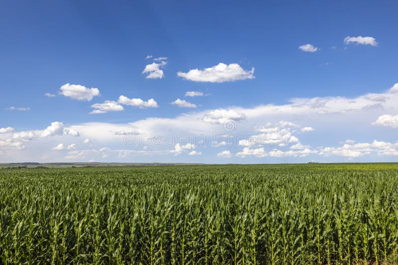 Green Maize Fields with White Clouds and Blue Skies Stock Photo - Image ...