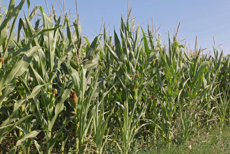 Green Maize stock photo. Image of harvest, nature, crop - 140953786