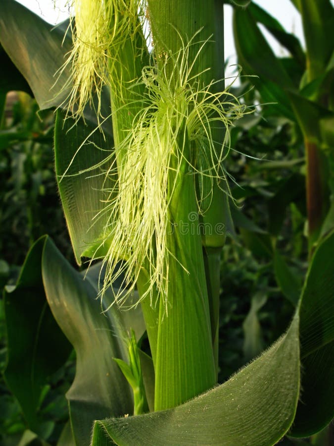 A maize flower stock photo. Image of harvest, plant, maize - 12182772