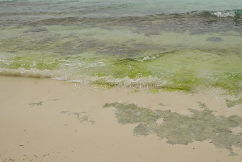 Green Maldives Beach stock photo. Image of nature, coast - 17848092