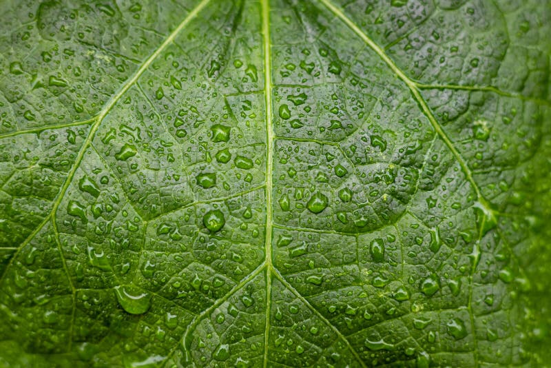 Green Mallow Leaf with Drops after Rain Stock Image - Image of clear ...