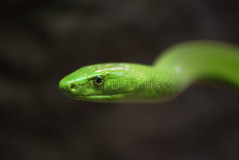 Green Mamba Close Up Portrait. Stock Photo - Image of mouth, dangerous ...