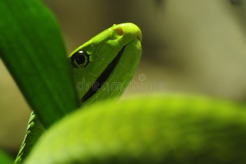 Dendroaspis angusticeps stock image. Image of endangered - 6555187
