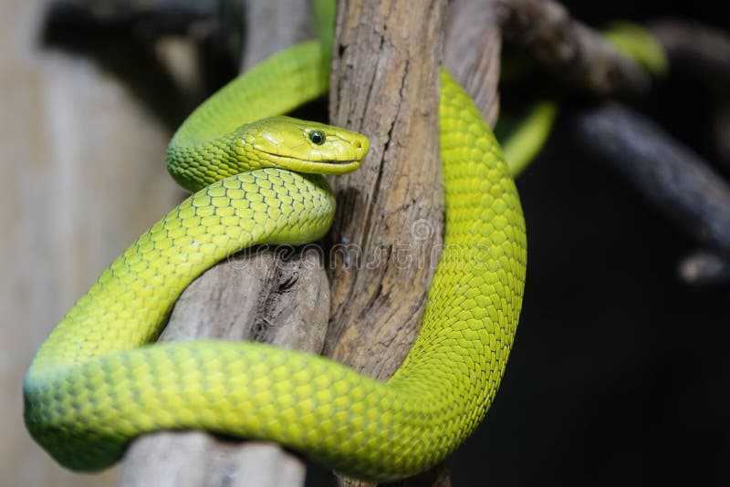 Green Mamba, Dendroaspis Viridis Stock Image - Image of biotope ...