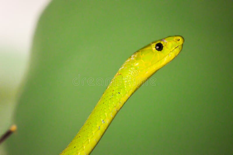 Green mamba head stock image. Image of creature, colourful - 85274017
