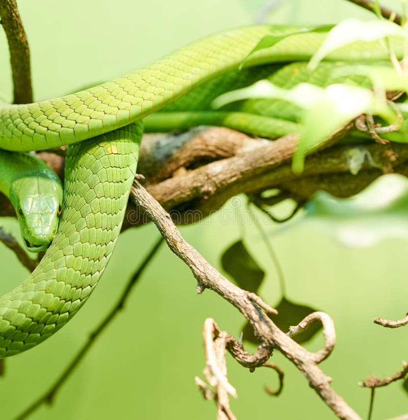 Green mamba stock image. Image of deadly, mamba, wildlife - 54101113
