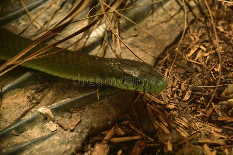 Green Mamba Snake Slithering Around the Forest Floor Stock Photo ...