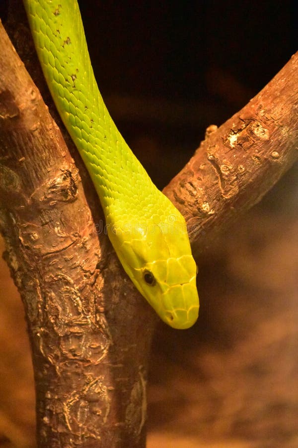 Green Mamba Snake Slithering Down a Tree Stock Photo - Image of natural ...
