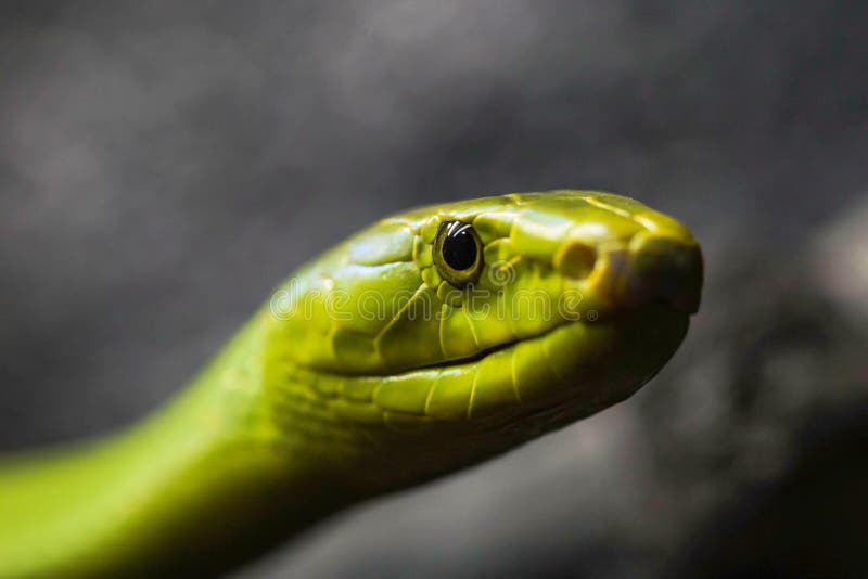 Green mamba up close stock image. Image of resting, arboreal - 96656541