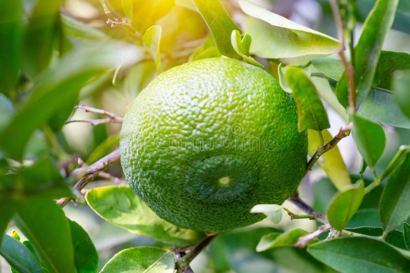 Green Mandarin on Branch Under Bright Sun Stock Photo - Image of garden ...
