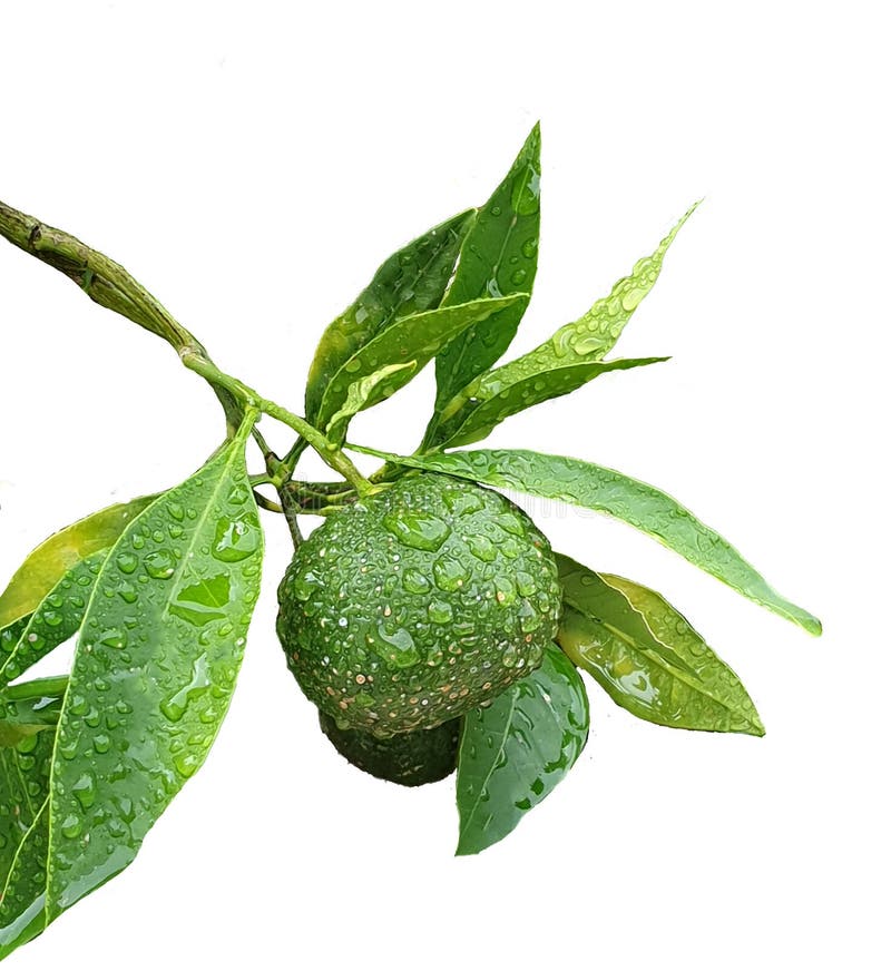 Green Mandarin Isolated on Transparent Background Stock Image - Image ...