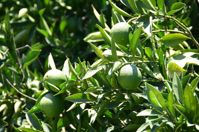 Green Mandarin Fruit Grows on a Branch of a Tropical Tree. Stock Image ...