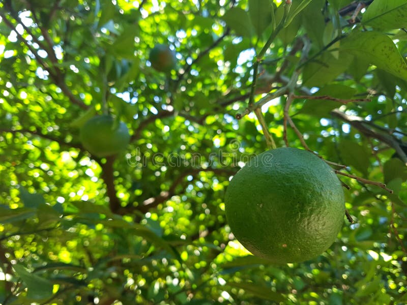 Green mandarin stock image. Image of mandarin, nature - 101822601