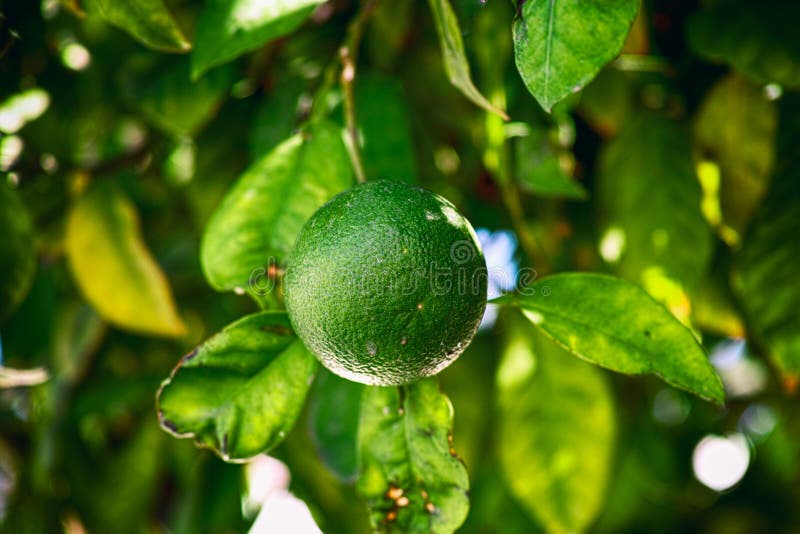 Green Mandarin Growing on the Tree. Stock Image - Image of garden ...