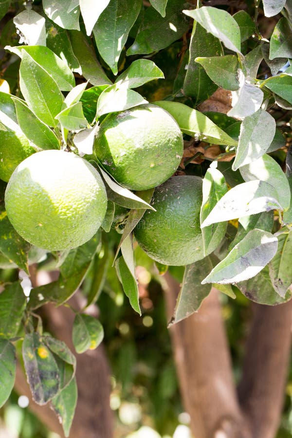 Green Mandarin Hanging on the Tree Stock Image - Image of fresh, flora ...